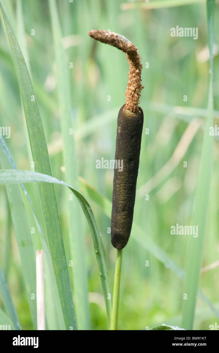 one single cattail with reed background Stock Photo - Alamy