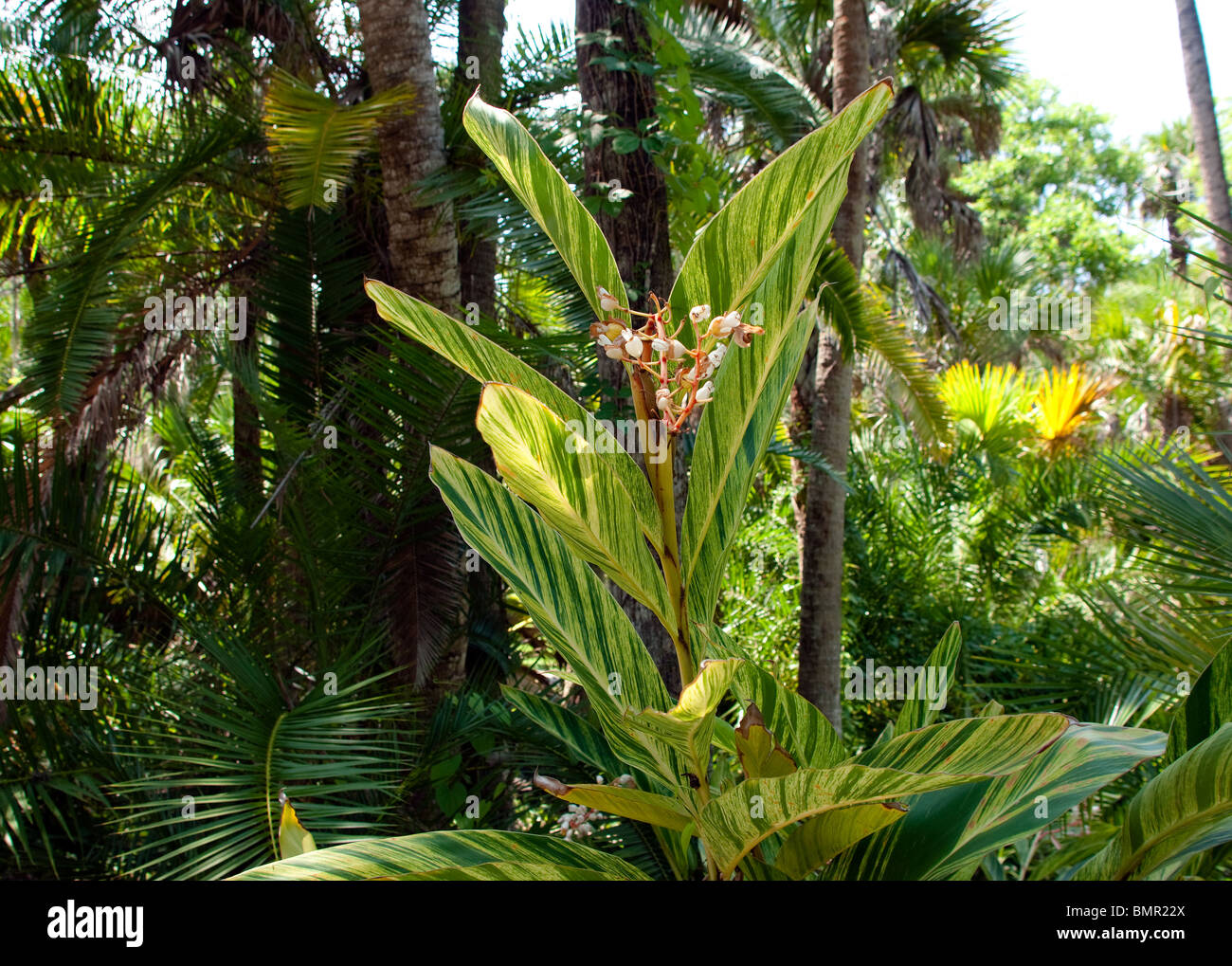 Variegated Shell Ginger (Alpinia zerumbet "Variegata") at the Florida ...