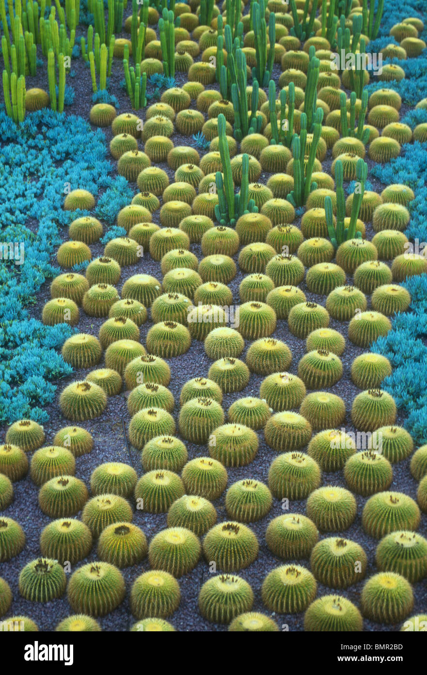pattern shape blue short round tall cactus Stock Photo - Alamy