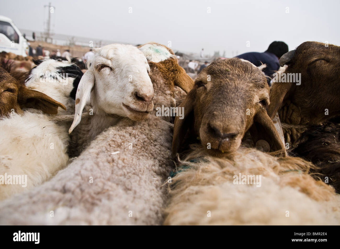 Sheep sold in the colorful sunday market in Kashgar, China Stock Photo ...