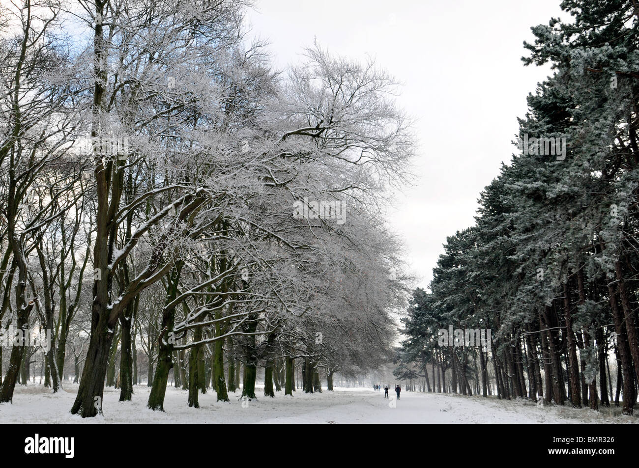 Phoenix Park Dublin Ireland Avenue path walkway trail tree snow ...