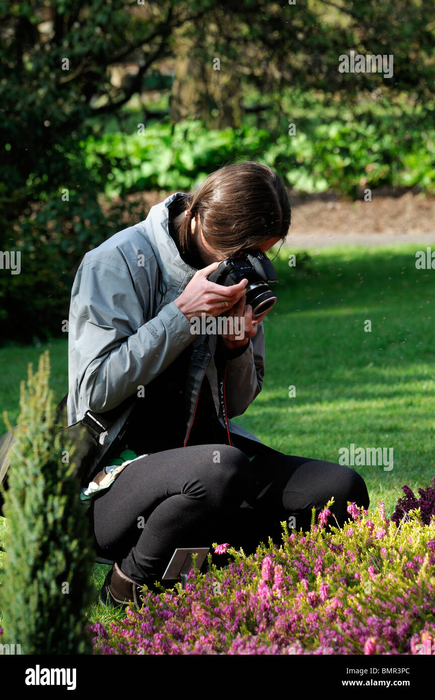 Erica bloom pictures hi-res stock photography and images - Alamy