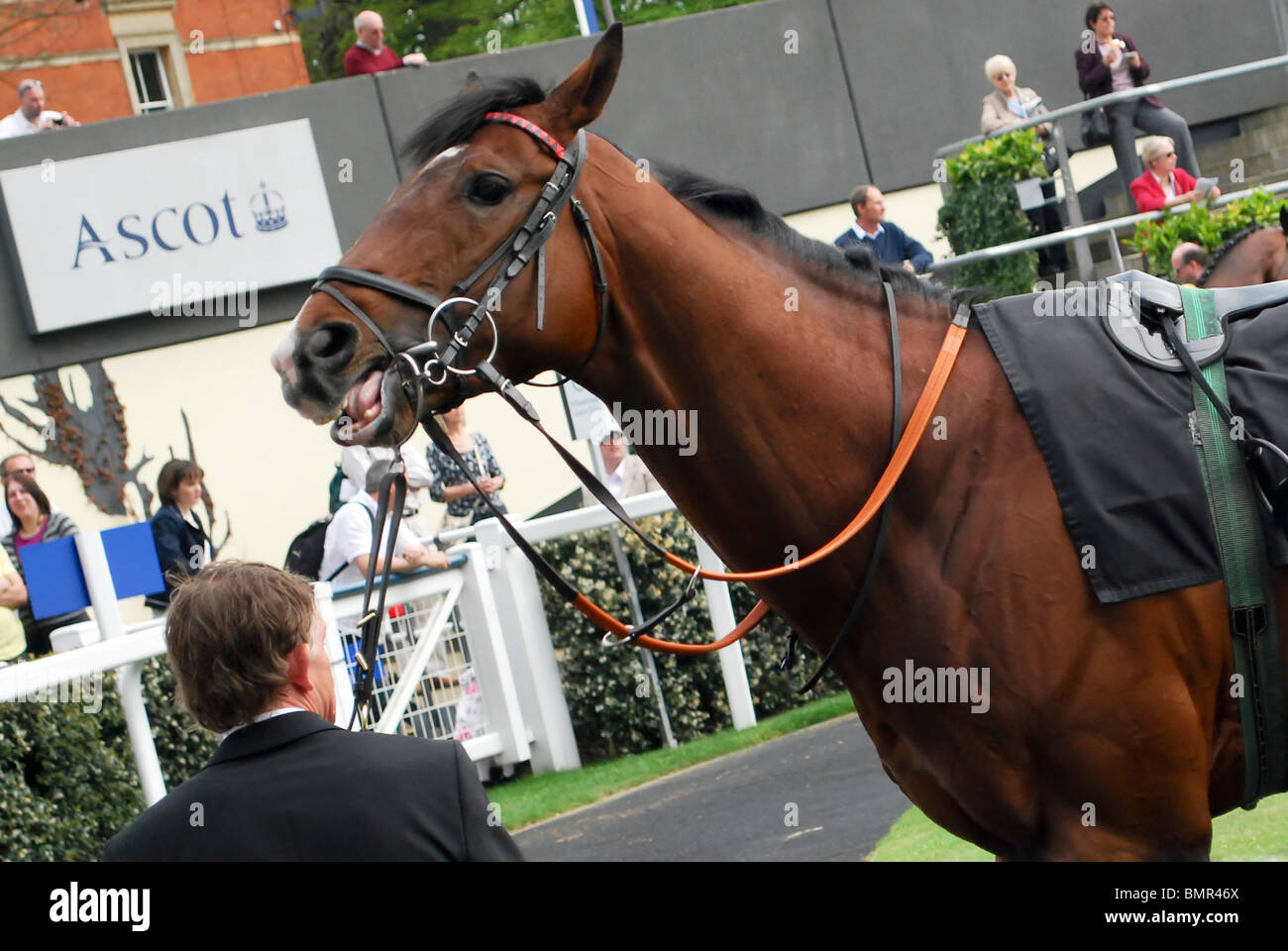 A close-up of a chestnut horse at Ascot race course (at the parade ring ...