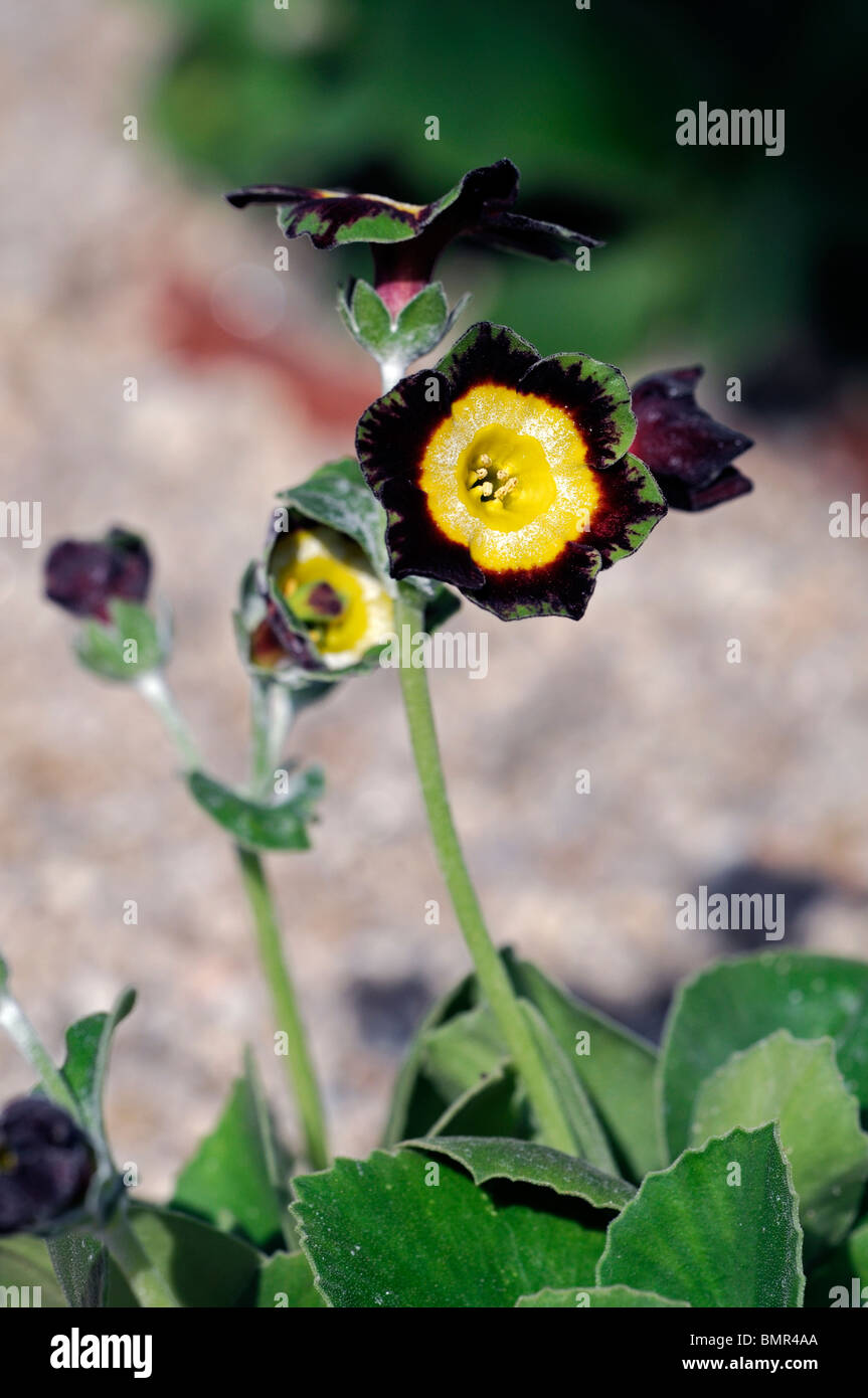 Primula auricula Rajah Show Fancy. Red flowers with a green edge ...