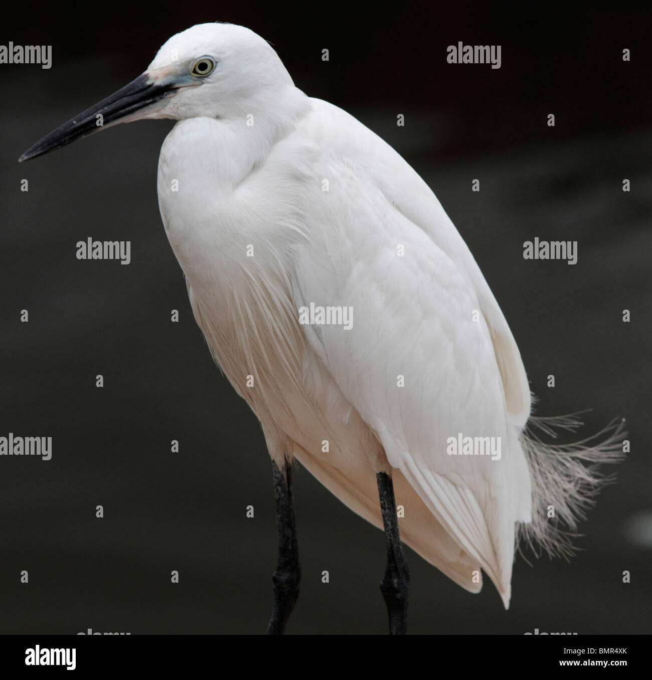 Egret plays on pool Stock Photo - Alamy