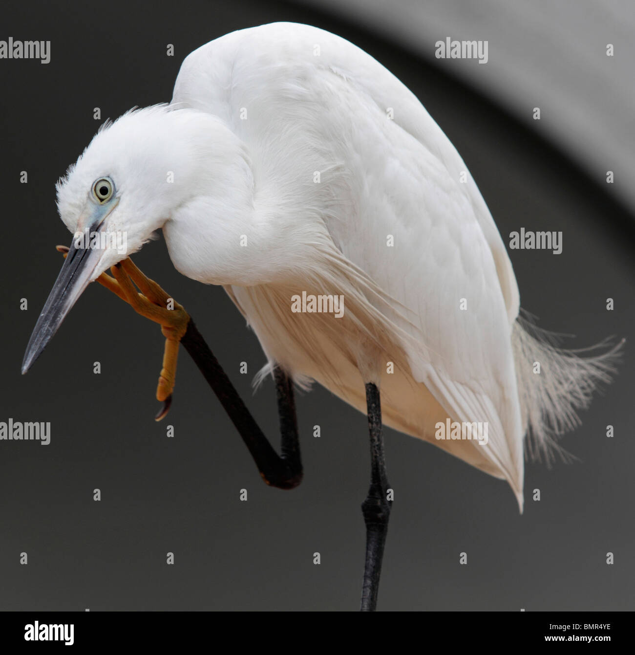 Chinese egret hi-res stock photography and images - Alamy