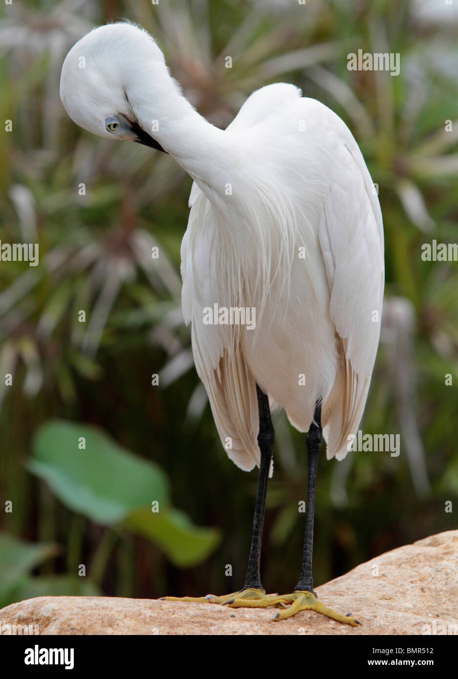 Egret plays on pool Stock Photo - Alamy