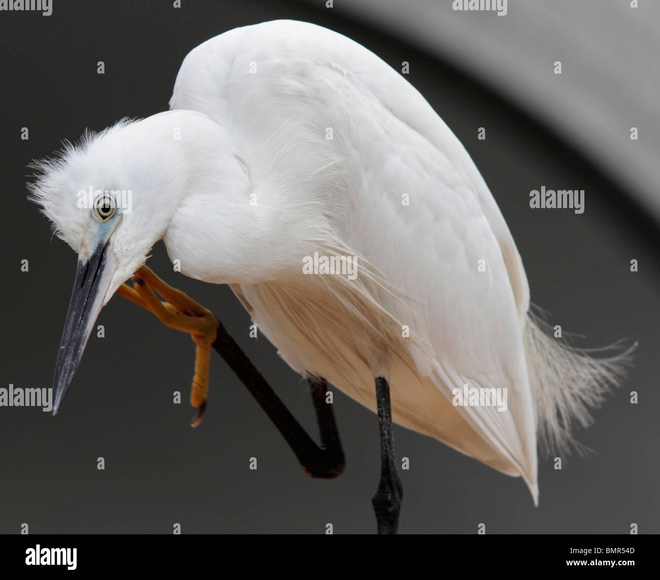 Egret plays on pool Stock Photo - Alamy