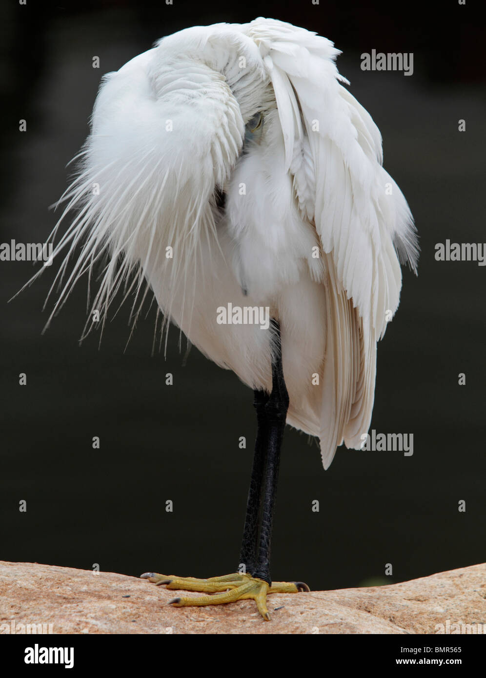 Egret plays on pool Stock Photo - Alamy