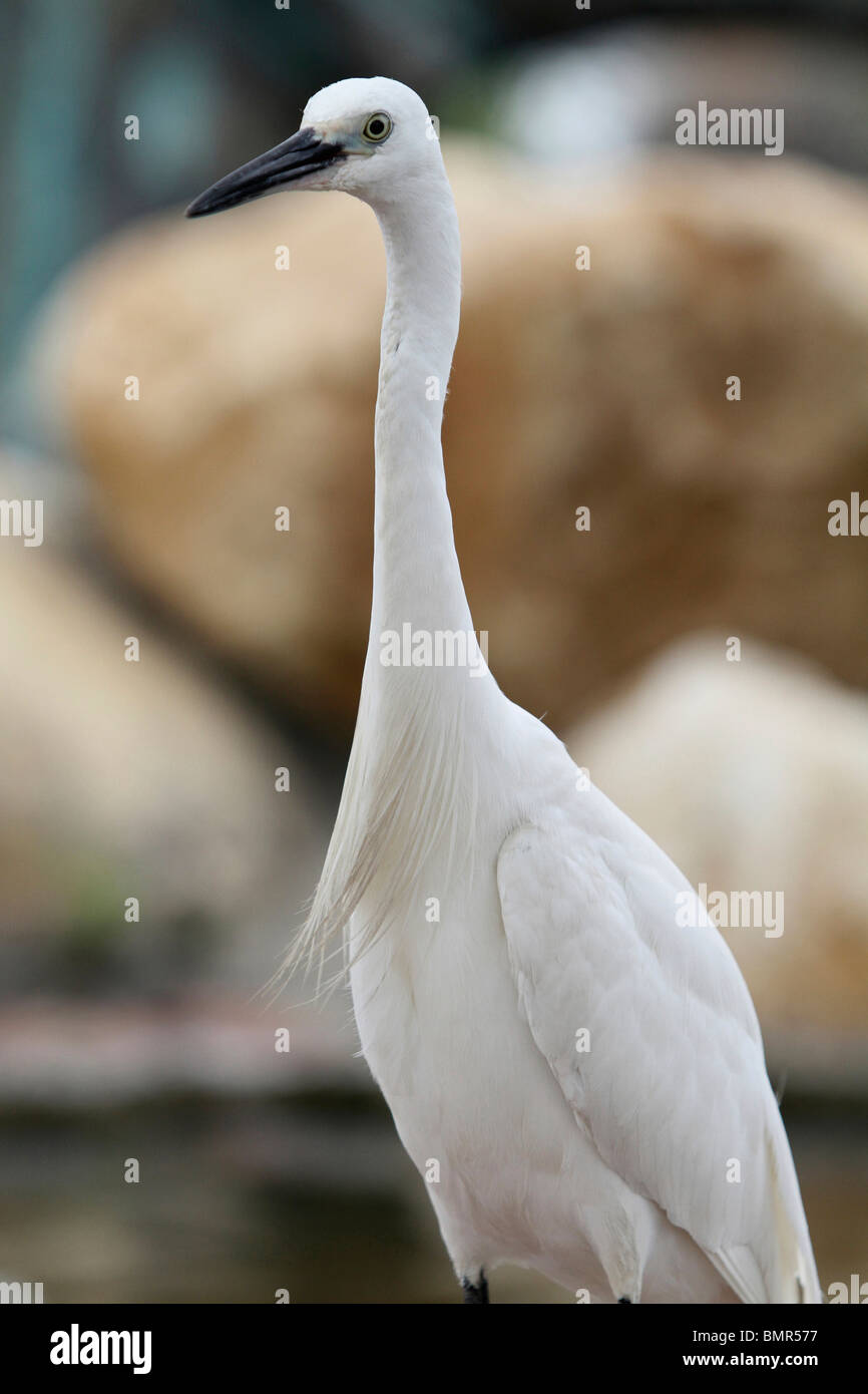 Egret plays on pool Stock Photo - Alamy