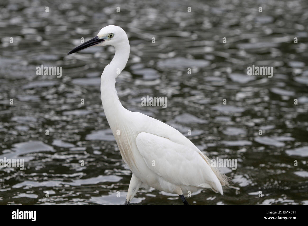 Chinese egret hi-res stock photography and images - Alamy