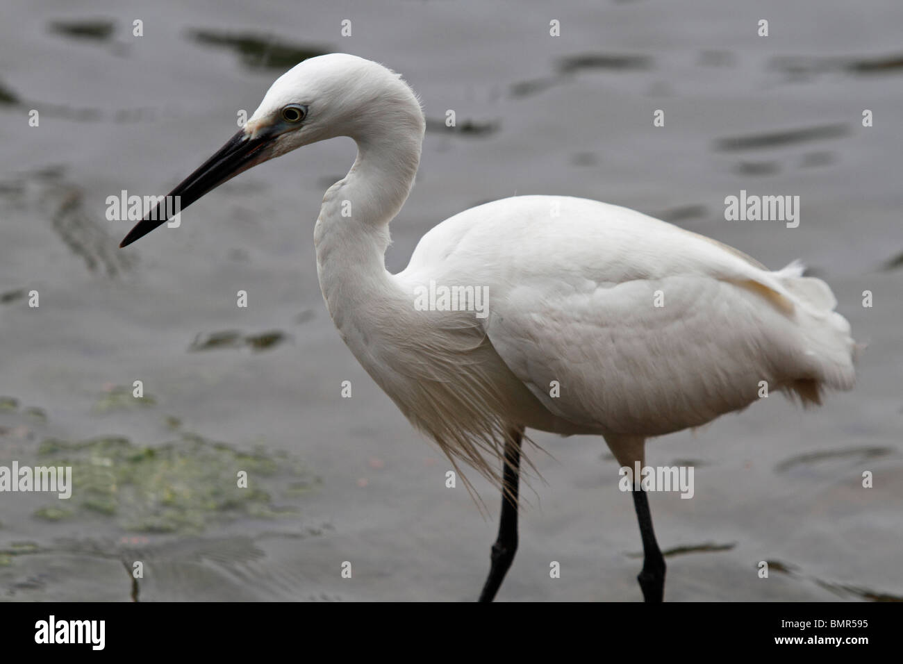 Egret plays on pool Stock Photo - Alamy