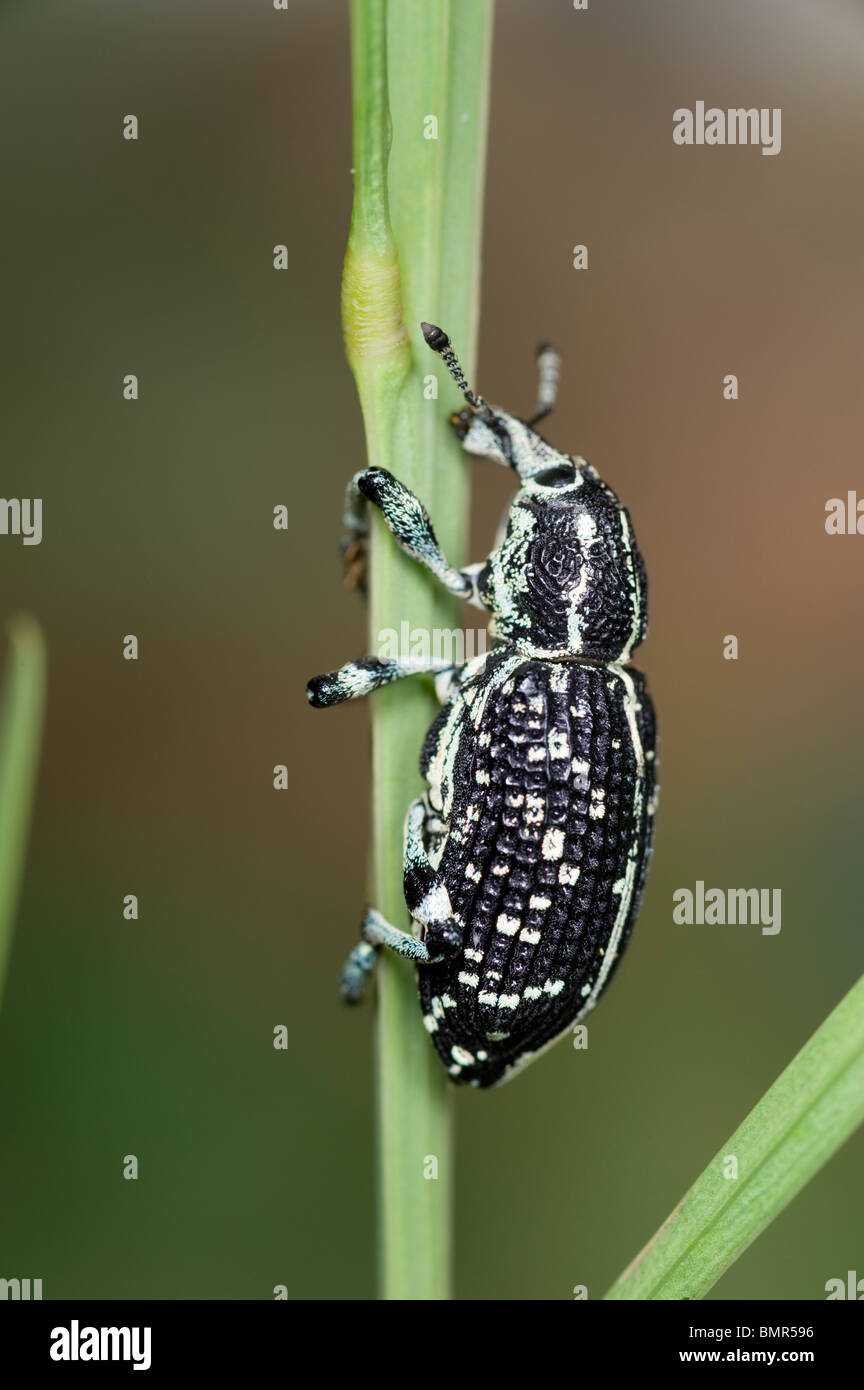 Botany Bay Weevil High Resolution Stock Photography and Images - Alamy