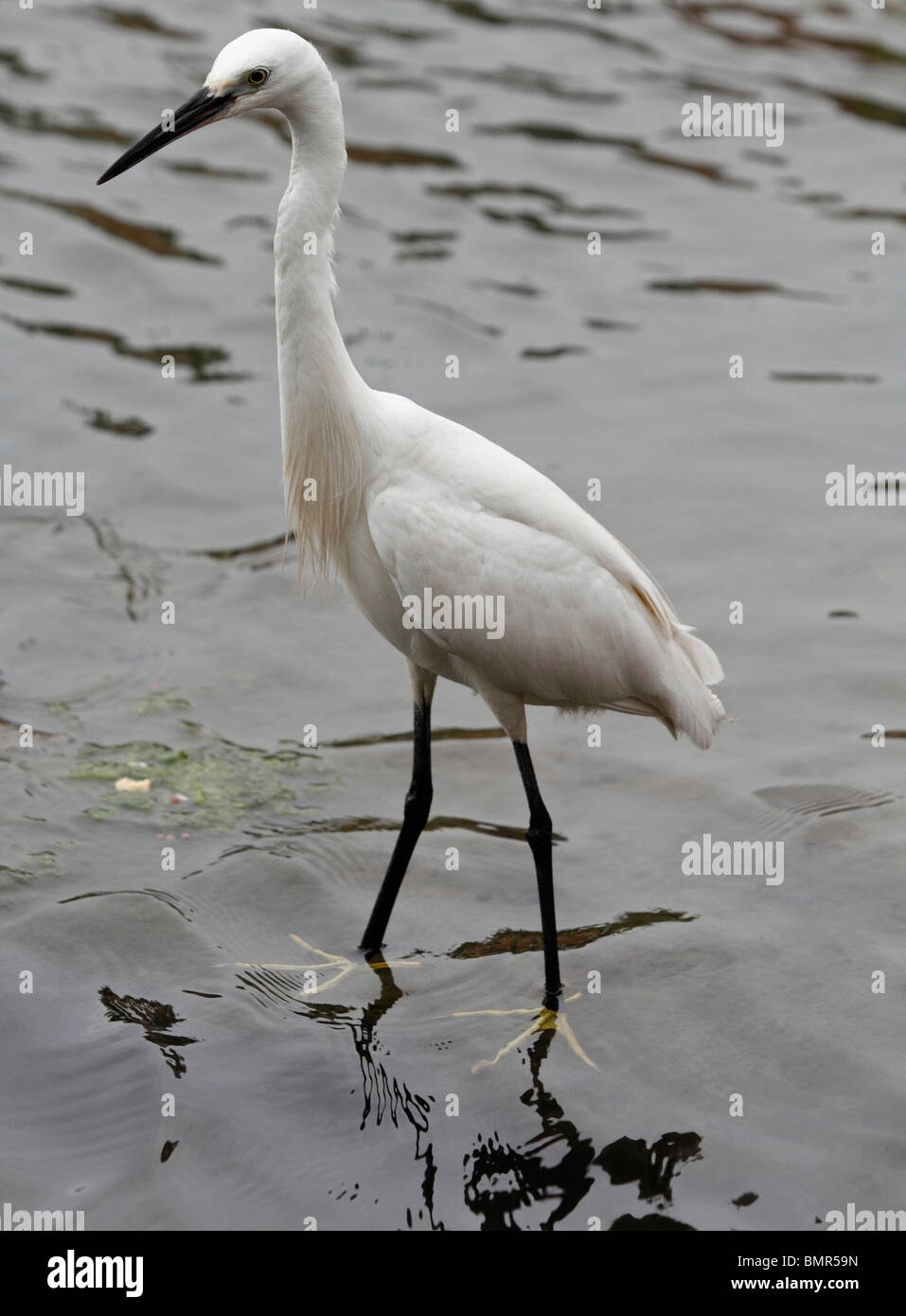 Egret plays on pool Stock Photo - Alamy