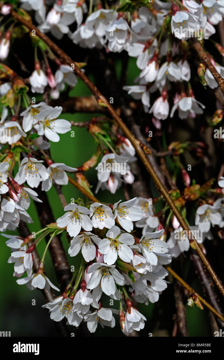Prunus pendula pendula rosea hi-res stock photography and images - Alamy