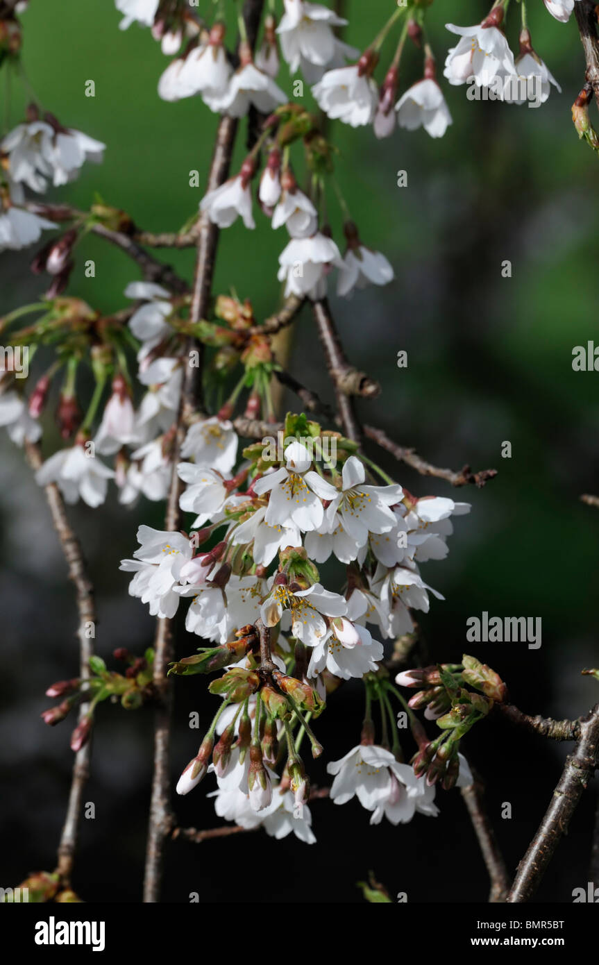 Prunus subhirtella hi-res stock photography and images - Alamy