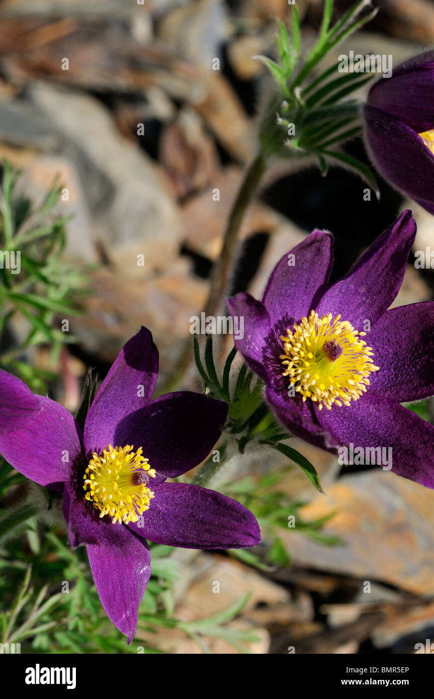 Halleri High Resolution Stock Photography and Images - Alamy