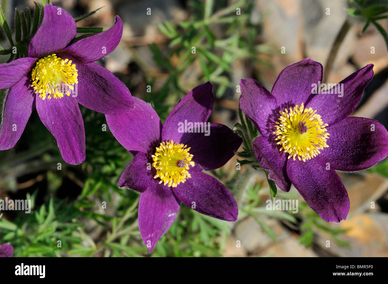 pulsatilla halleri subsp styriaca Styrian Pasque Flower rose lilac ...
