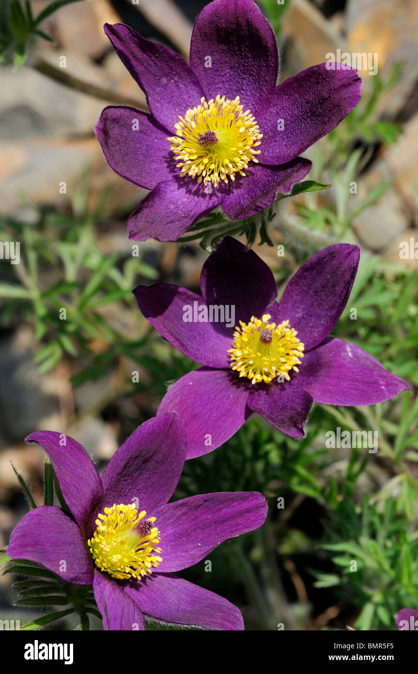 Styrian pasque flower hi-res stock photography and images - Alamy