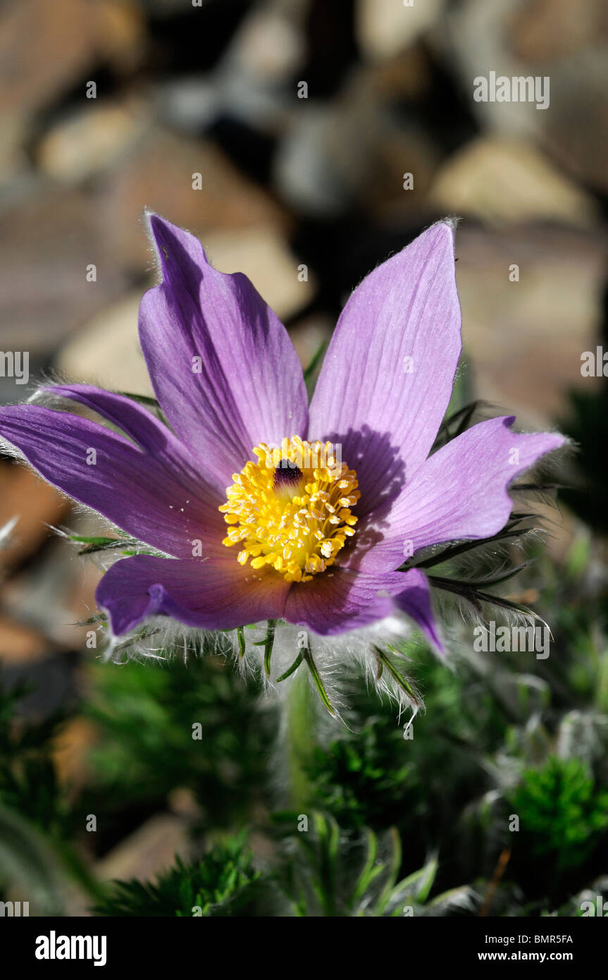 Pulsatilla halleri hi-res stock photography and images - Alamy