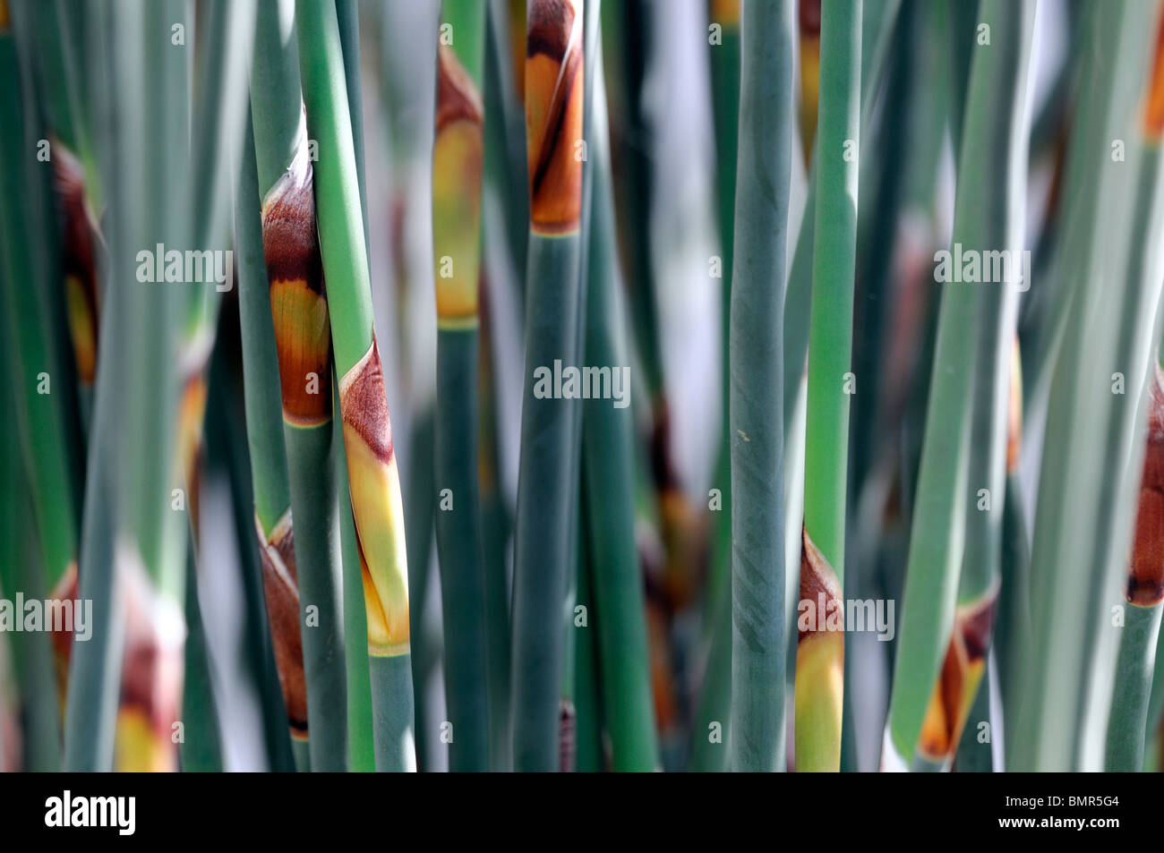 Restia hi-res stock photography and images - Alamy