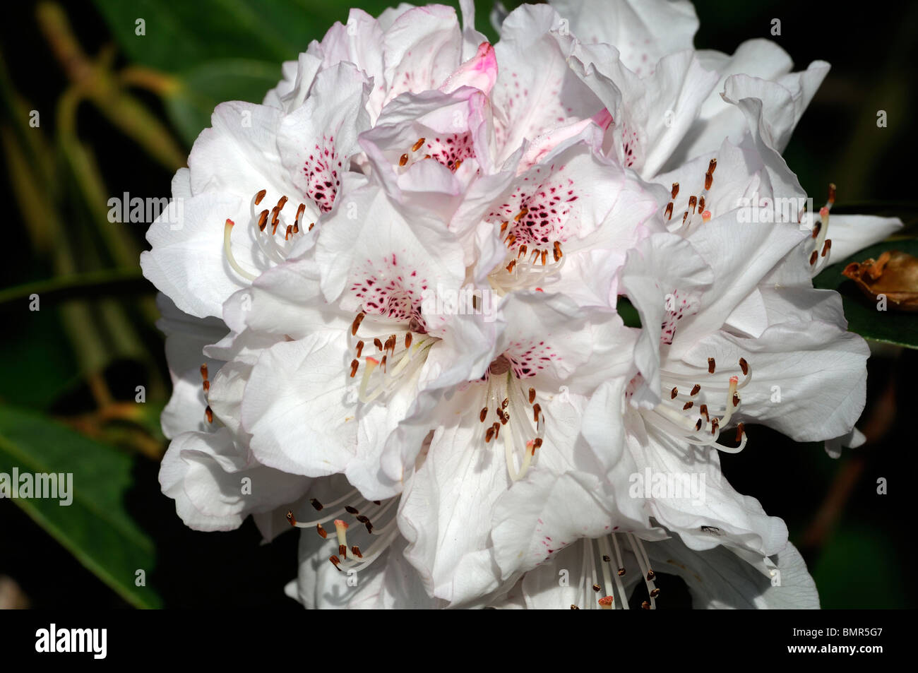 rhododendron boddaertianum hybrid white pink spotted flower bloom ...