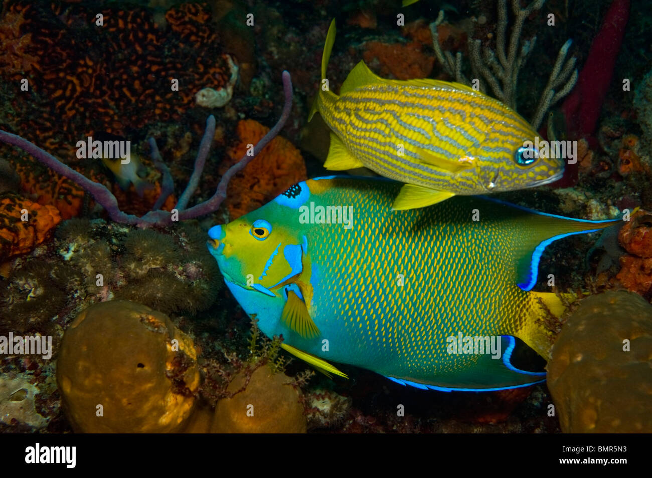 Queen Angelfish (Holacanthus ciliaris) and French Grunt (Haemulon ...