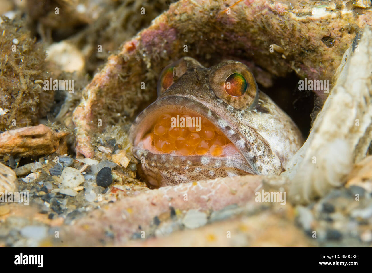 Banded Male Jawfish (Opistognathus macrognathus) incubating eggs in his ...
