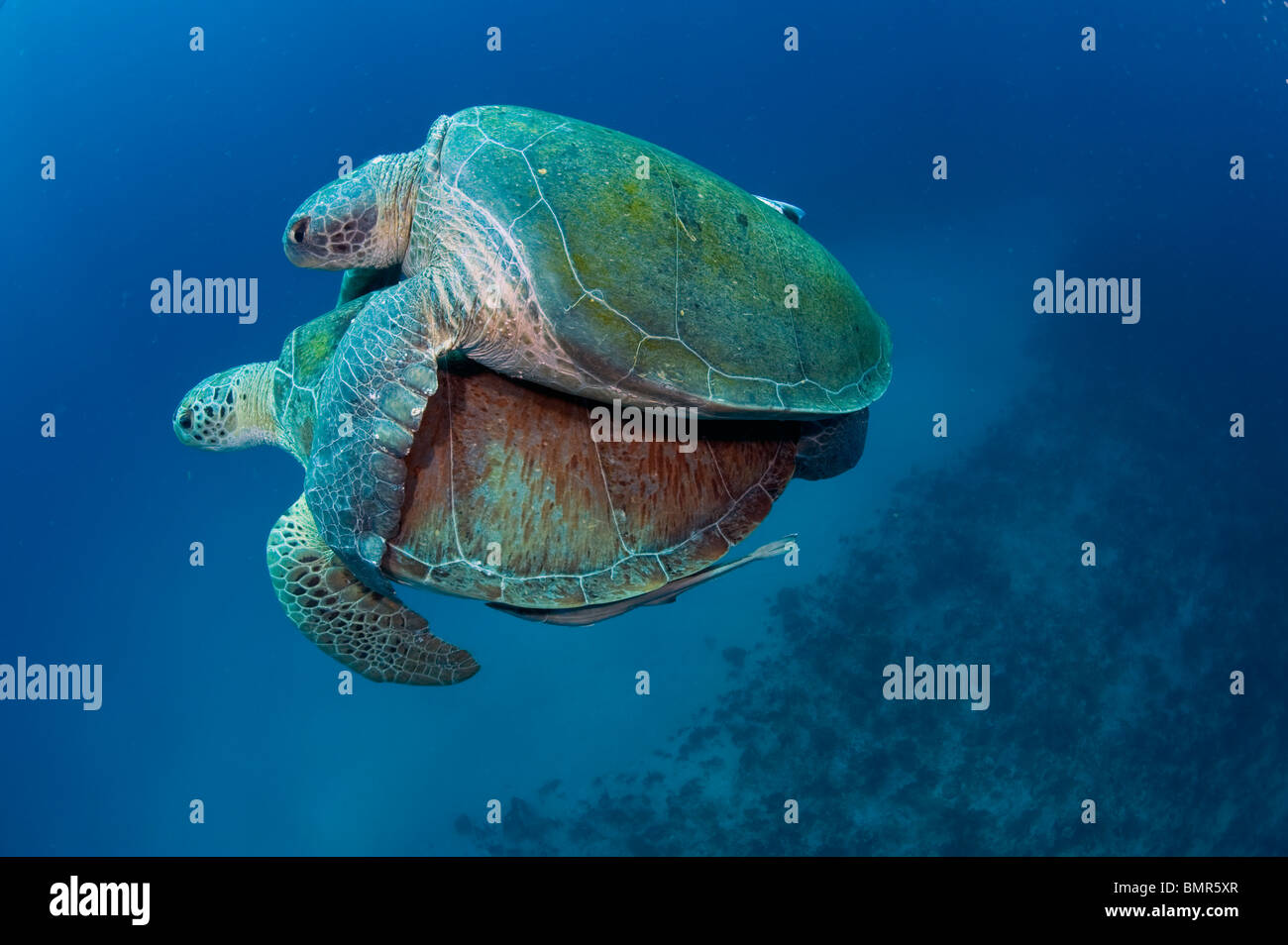 Green Sea Turtles (Chelonia mydas) mating offshore Palm Beach, FL Stock ...