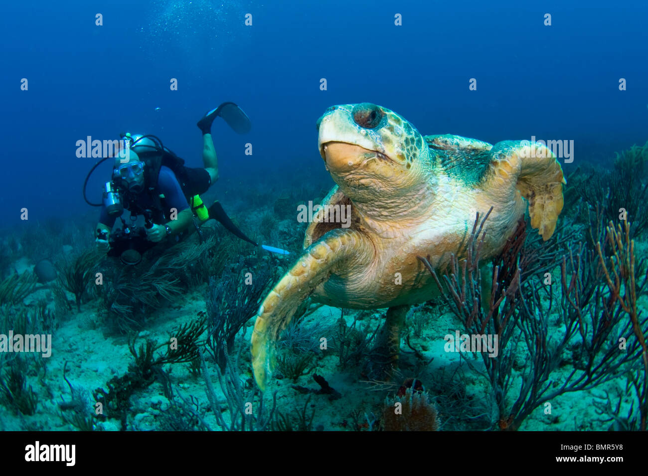 Scuba Diver and Loggerhead Sea Turtle (Caretta caretta) in Palm Beach ...