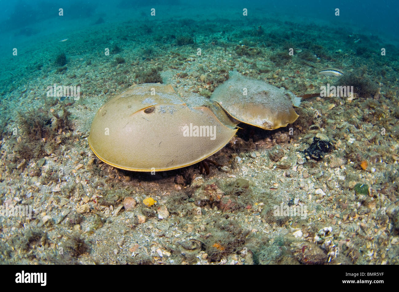 Horseshoe Crabs (Limulus polyphemus) mating in the Lake Worth Lagoon ...