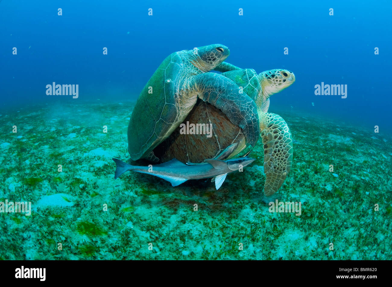 Green Sea Turtles (Chelonia mydas) mating offshore Palm Beach, FL Stock ...
