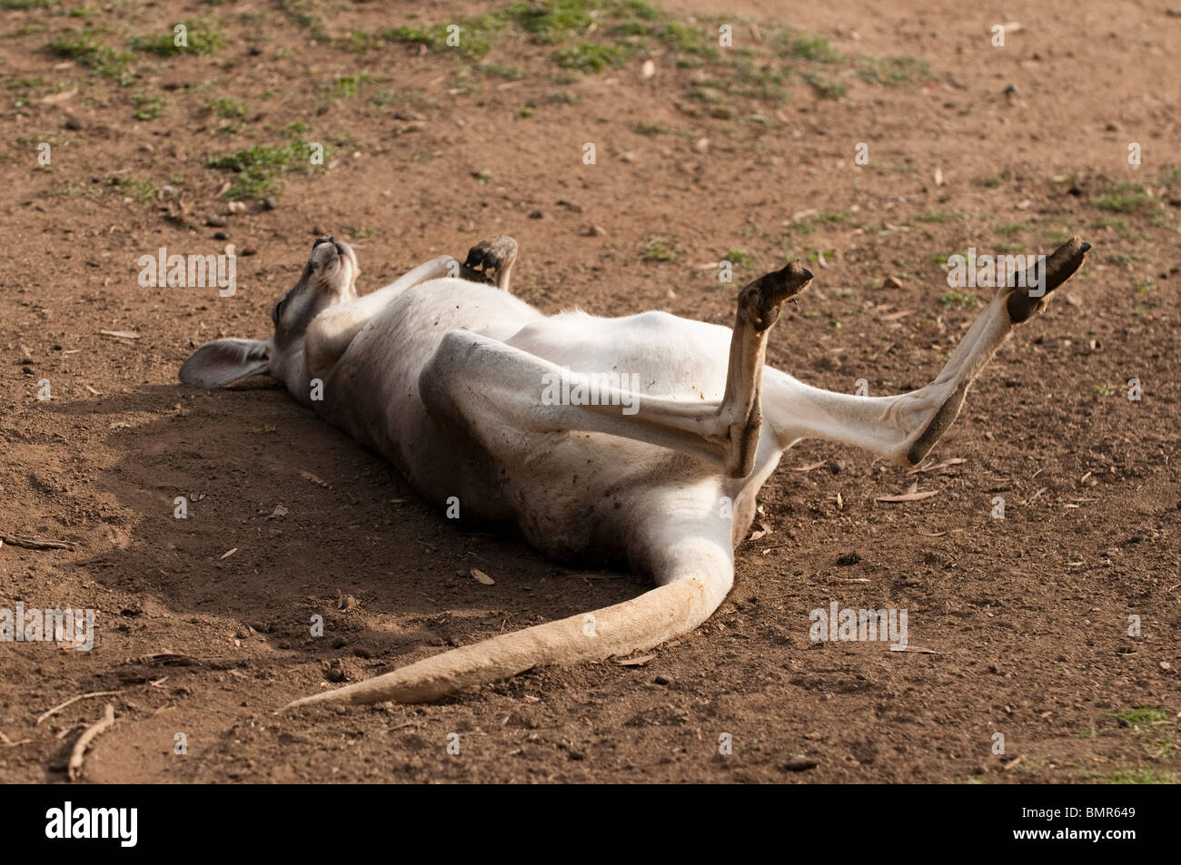 Eastern Gray Kangaroo relaxing on its back, Queensland, Australia Stock ...