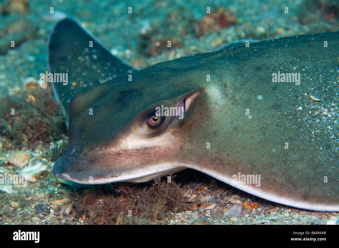 Cow-nose ray (Rhinoptera bonasus) in Singer Island, FL Stock Photo - Alamy