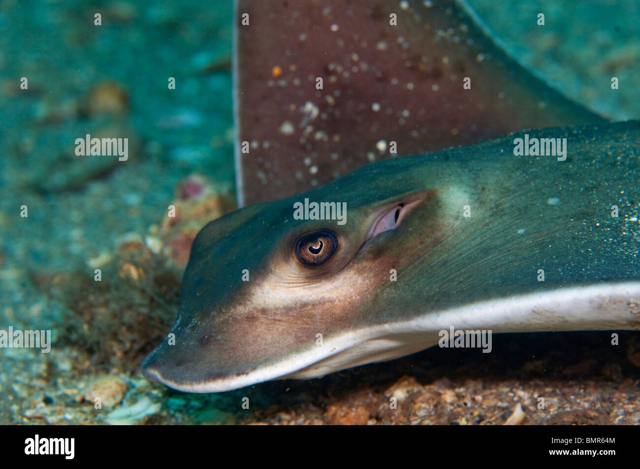 Cow-nose ray (Rhinoptera bonasus) in Singer Island, FL Stock Photo - Alamy