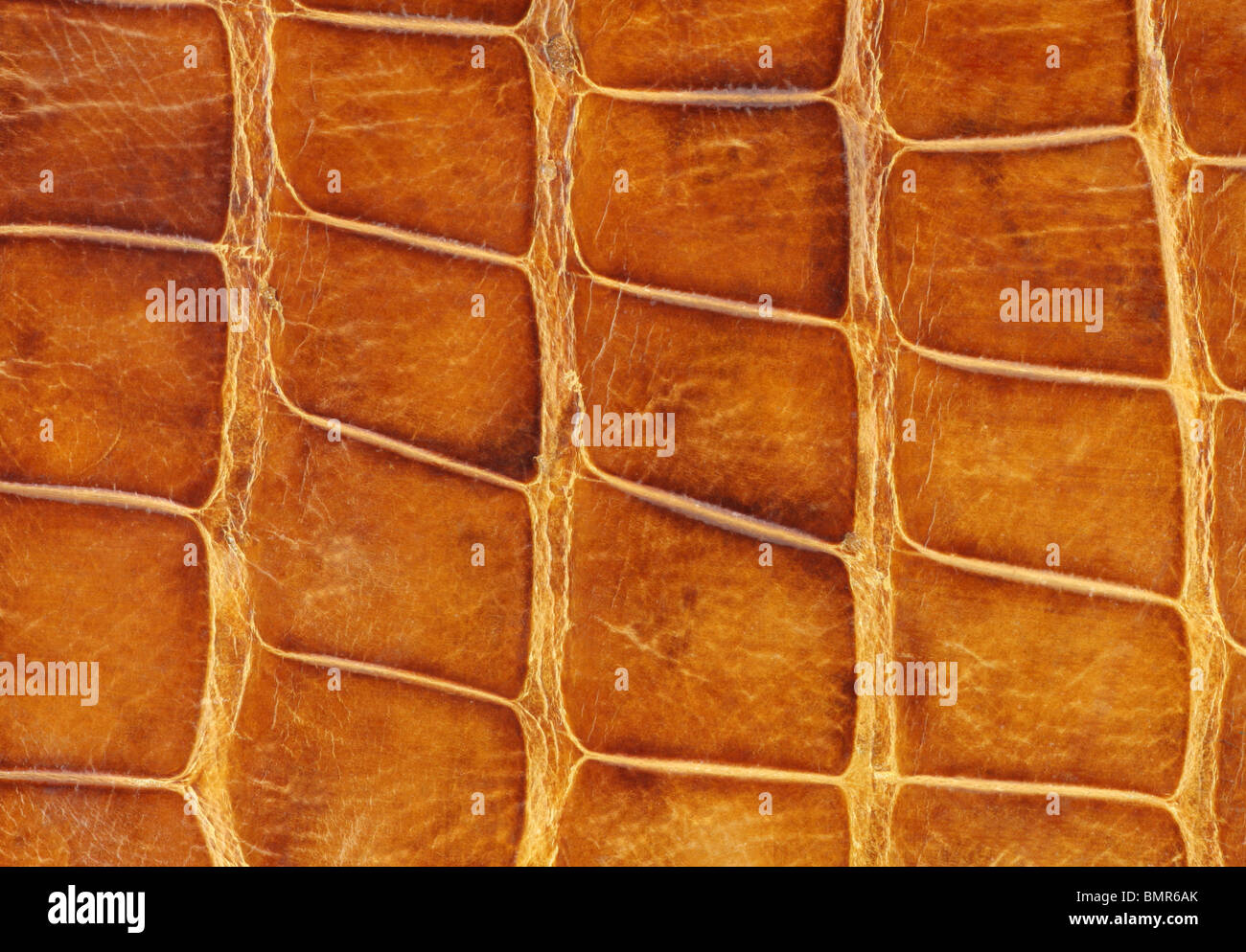 Skin crocodile hi-res stock photography and images - Alamy