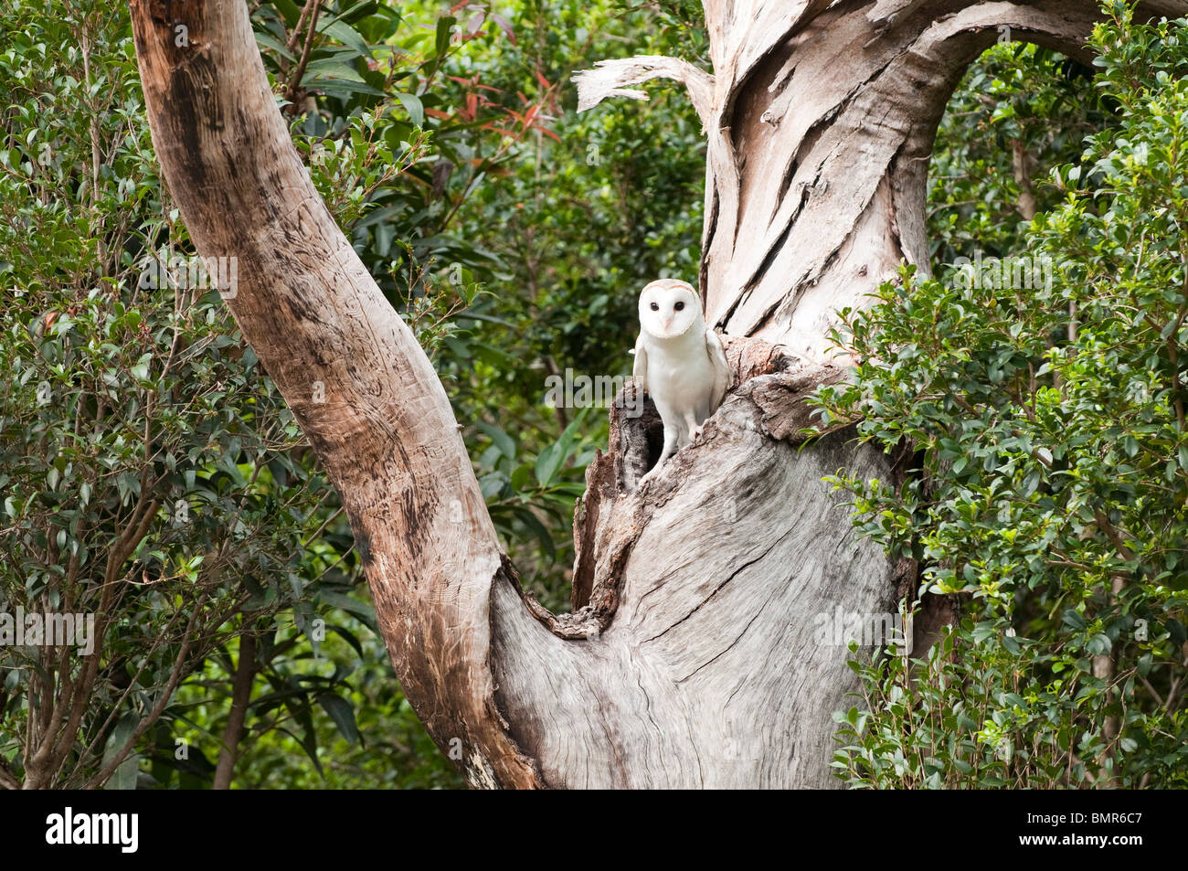Owl, Currumbin Wildlife Sanctuary, Gold Coast, Queensland, Australia ...