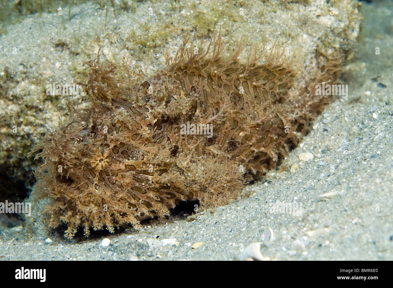 Reef Octopus (Octopus briareus) photographed in the Lake Worth Lagoon ...