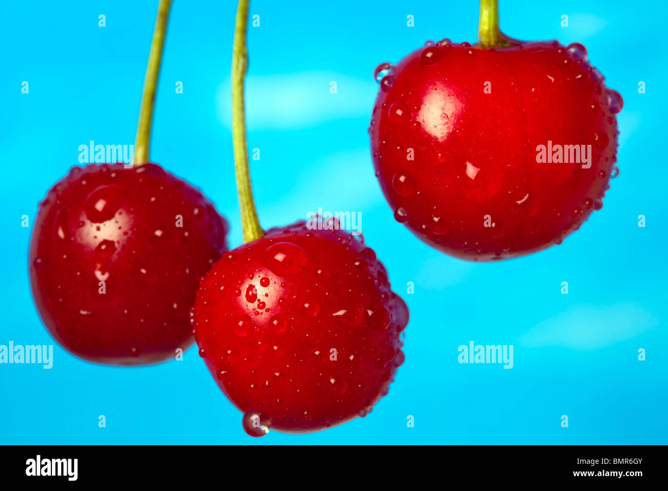 Morello cherries in Sofia, Bulgaria Stock Photo - Alamy
