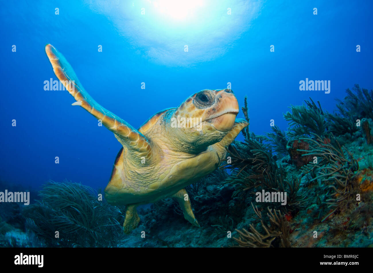 Loggerhead Sea Turtle (Caretta caretta) in Palm Beach County, FL Stock ...