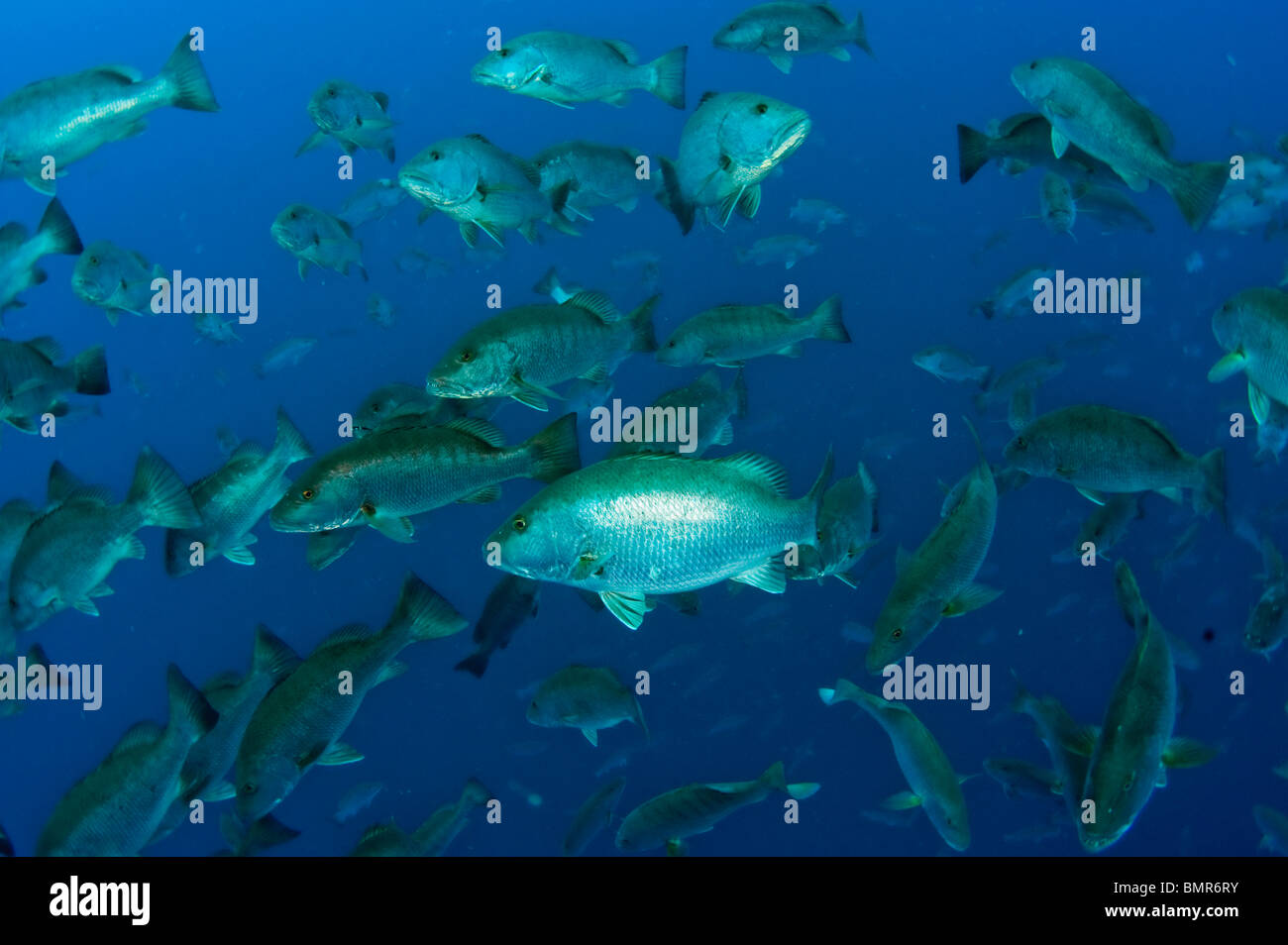 Schooling Cubera Snapper (Lutjanus cyanopterus) in Gladden Spit, Belize ...