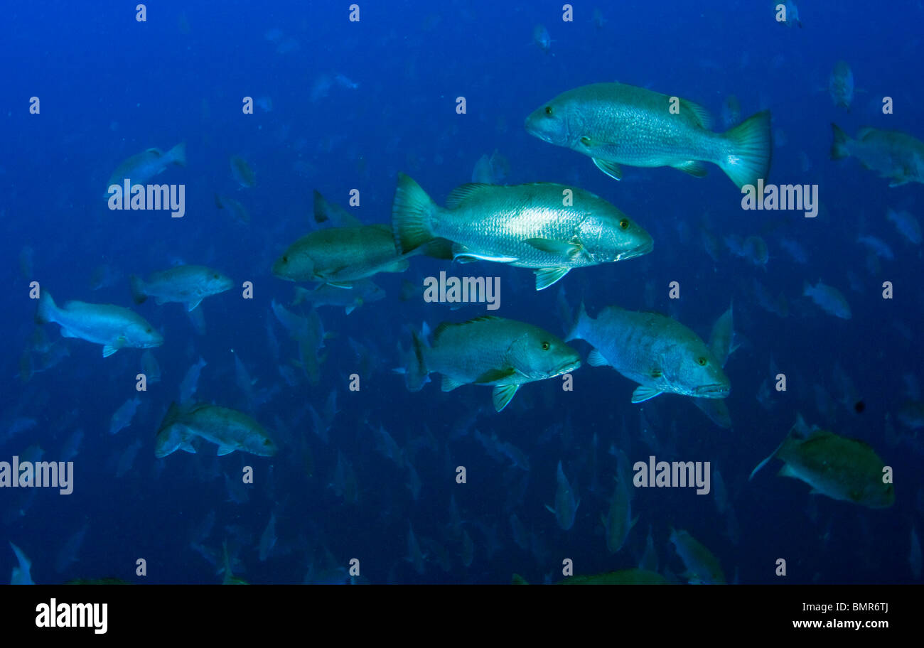 Pargo Red Snapper Fish High Resolution Stock Photography and Images - Alamy