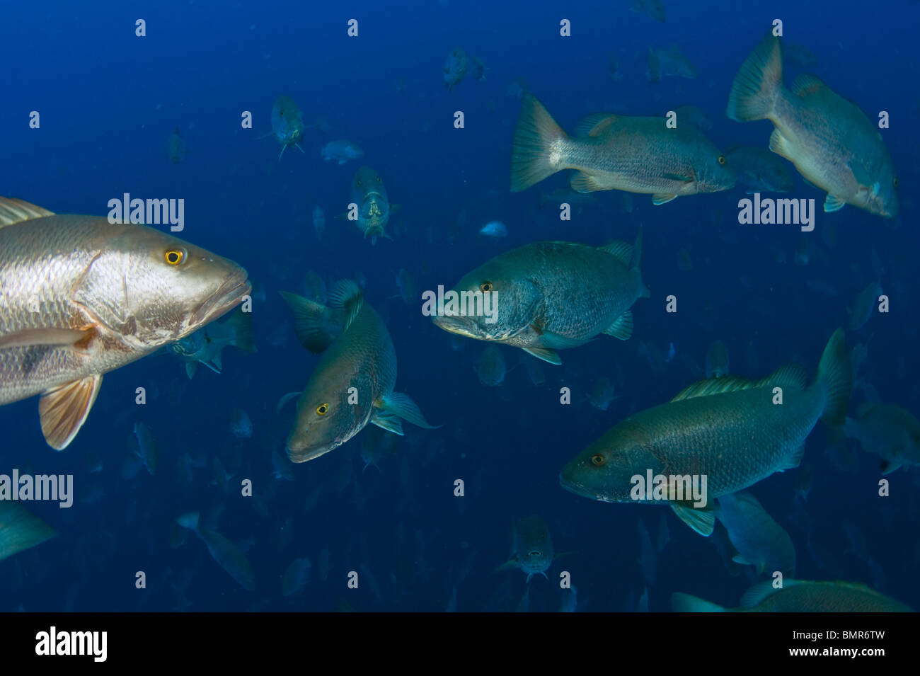 Schooling Cubera Snapper (Lutjanus cyanopterus) in Gladden Spit, Belize ...
