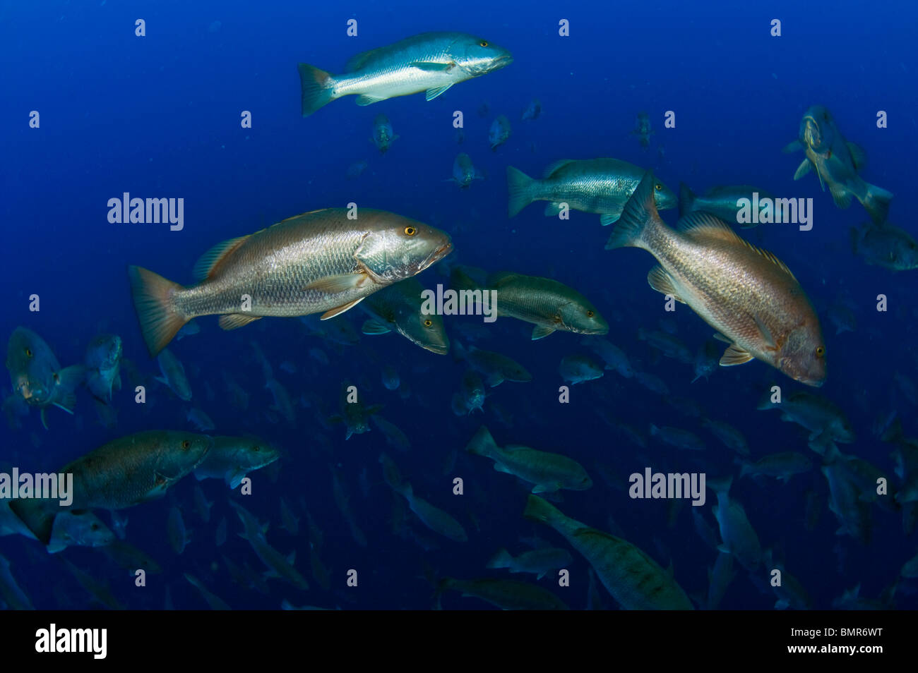 Schooling Cubera Snapper (Lutjanus cyanopterus) in Gladden Spit, Belize ...