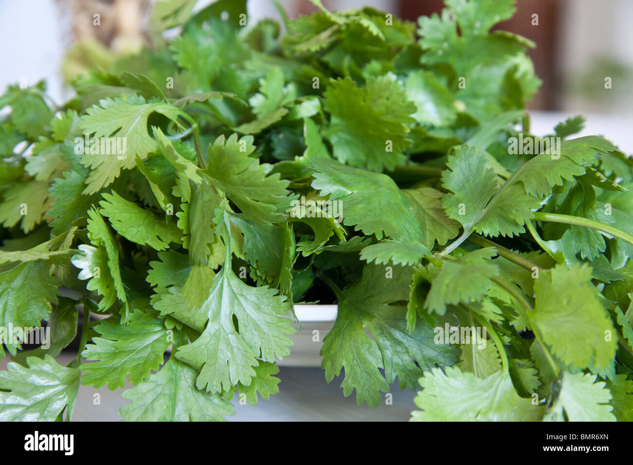 Coriander leaves hi-res stock photography and images - Alamy
