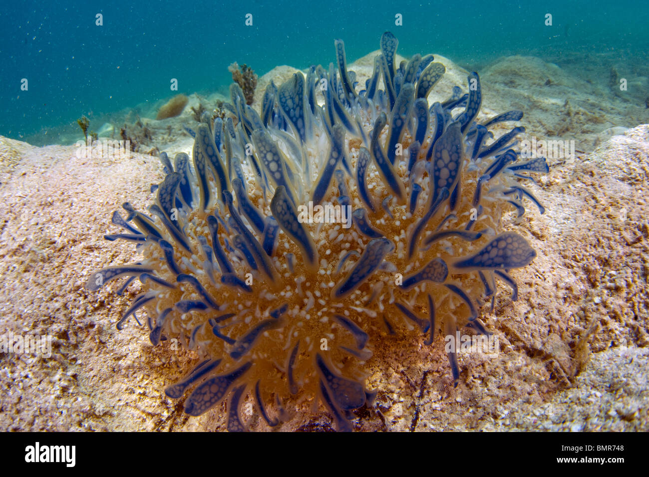 Upside Down Jellyfish (Cassiopea xamachana) photographed in Belize ...