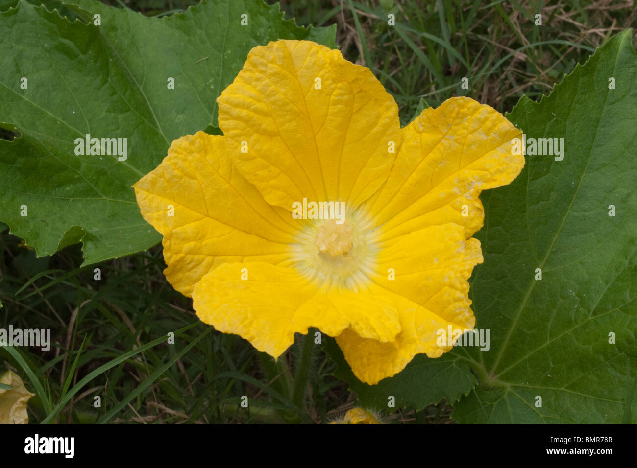 Ash gourd flower hi-res stock photography and images - Alamy
