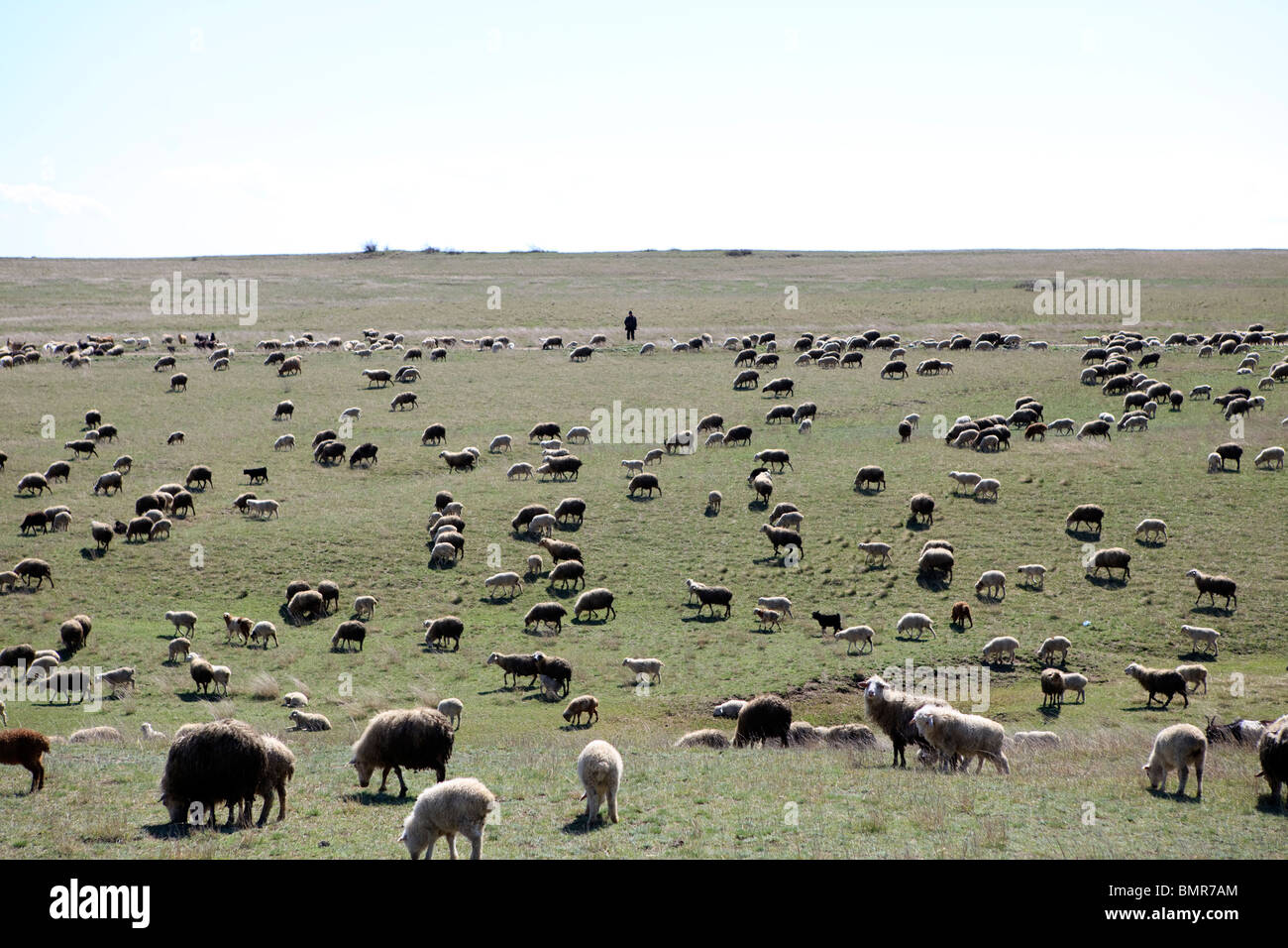 Soviet union shepherd hi-res stock photography and images - Alamy