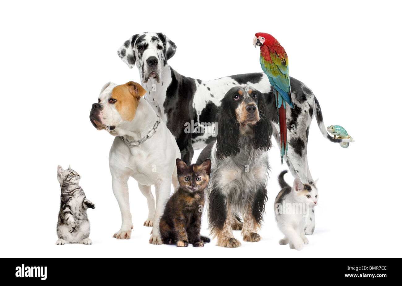 Group of pets standing in front of white background, studio shot Stock ...