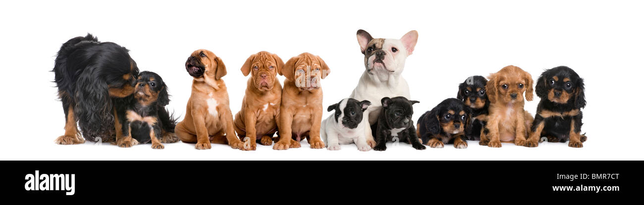 Group of dogs sitting in front of white background, studio shot Stock ...